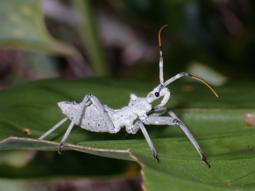 Harpactor rhombeus · iNaturalist Mexico