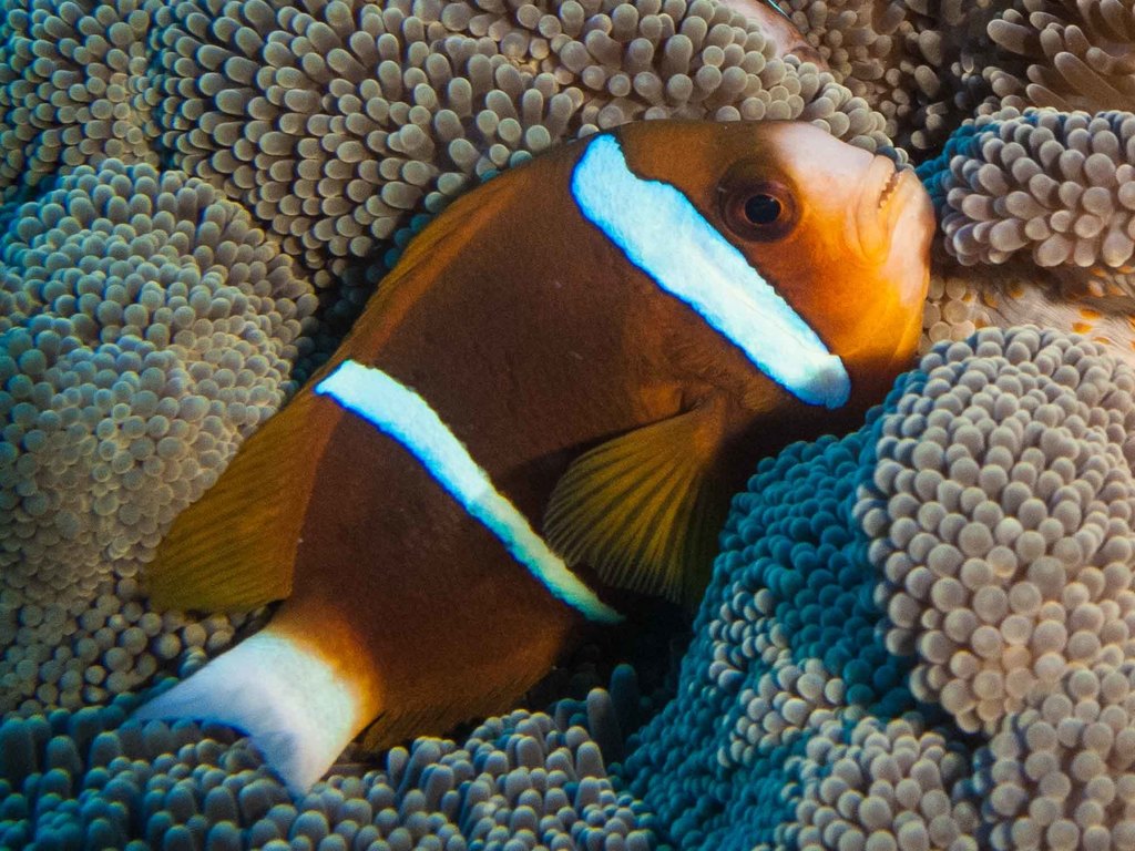 Barrier Reef Anemonefish (Marine fish species of K'gari (Fraser) coast ...