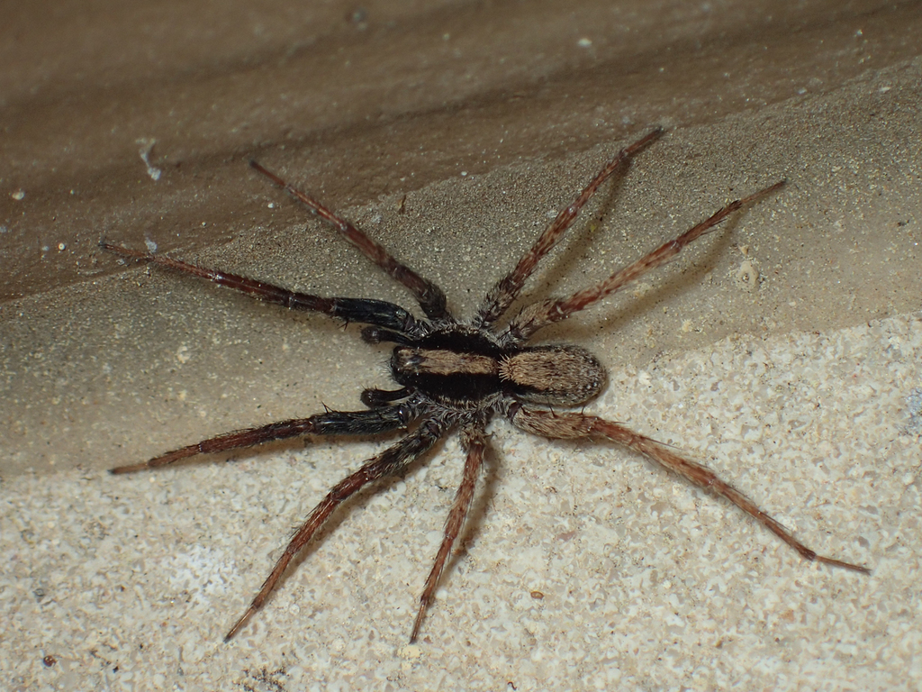 Brush-legged Spiders from Little River Canyon National Preserve, DeKalb ...