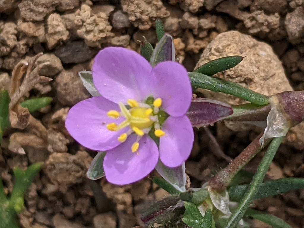 Red Sand Spurrey from San Jose, CA 95141, USA on March 13, 2022 at 03: ...
