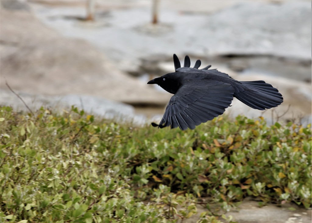 Australian Raven from Sydney NSW, Australia on March 14, 2022 at 10:38 ...