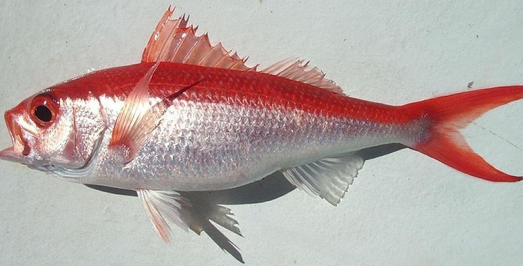 Queen Snapper on December 7, 2016 by Bermuda Public Records. Caught and ...