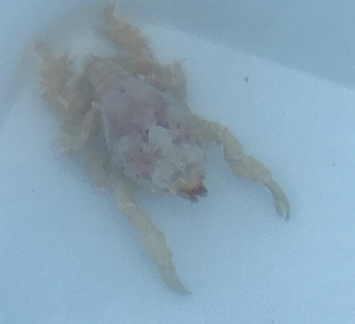 Symethis variolosa · iNaturalist