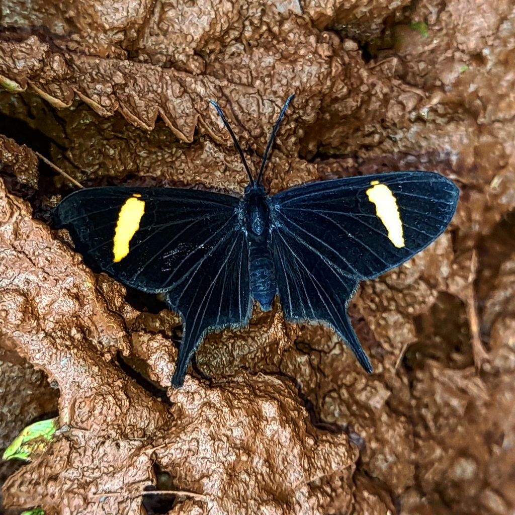 Barbicornis basilis from Jardinópolis on March 12, 2022 at 09:57 AM by ...