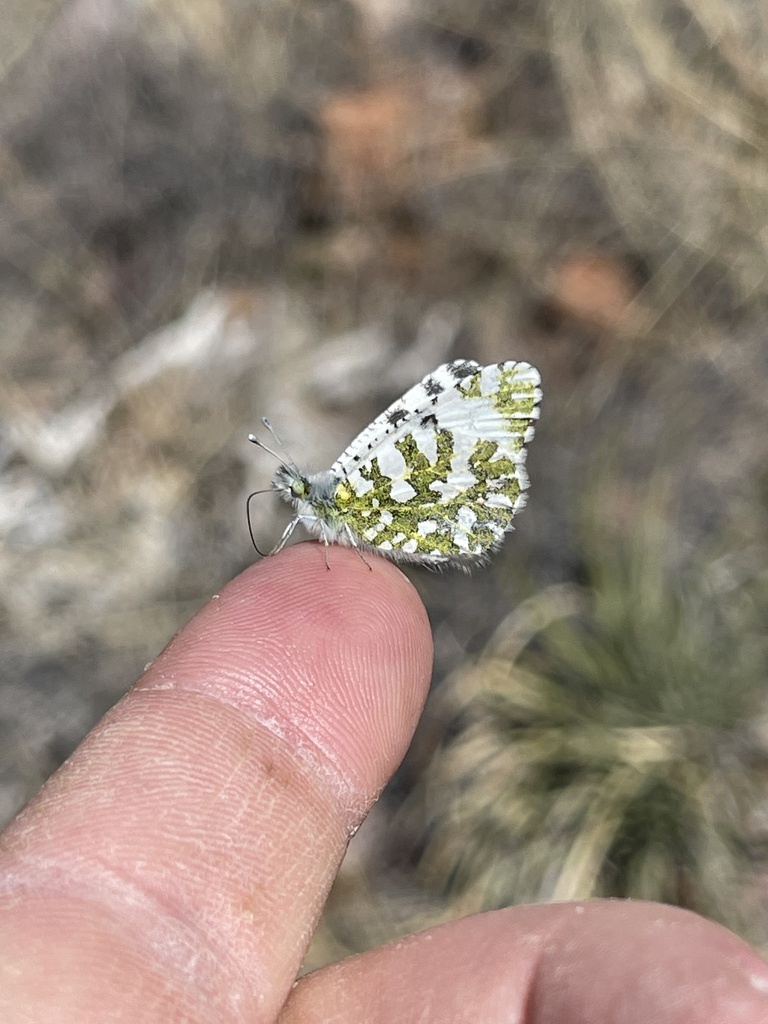 Desert Marble (Dinosaur National Monument Butterfly Guide 🦋) · iNaturalist