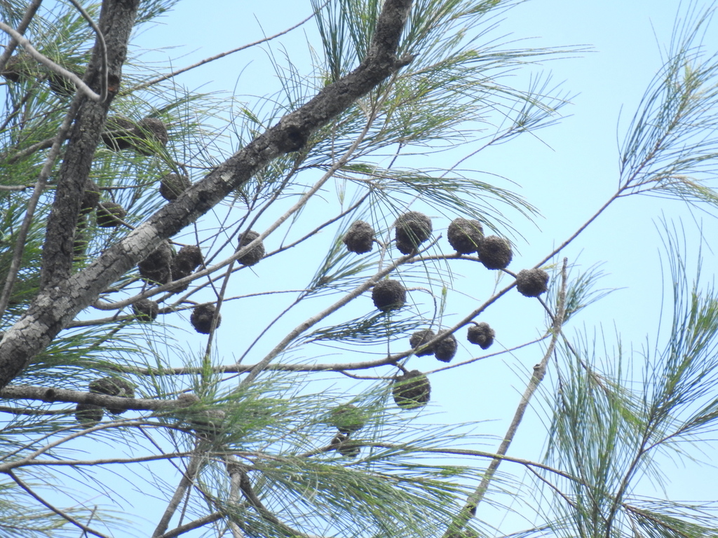 Forest sheoak from Talegalla Weir QLD 4650, Australia on March 14, 2022 ...