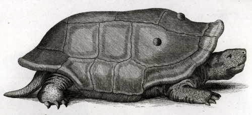 Mascarene Giant Tortoises (Genus Cylindraspis) · iNaturalist