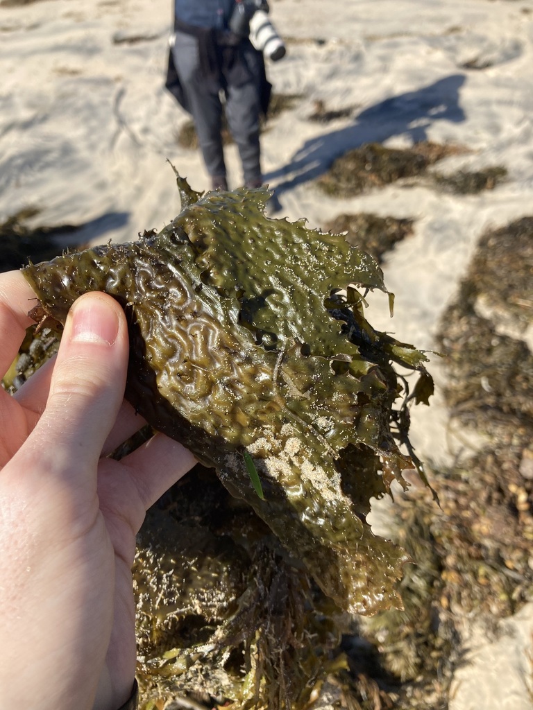 Common Kelp from Murramarang, Shoalhaven - Pt B, New South Wales ...