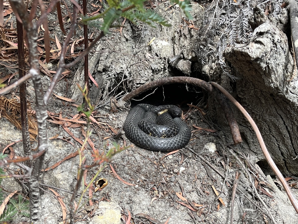 Tiger Snake from Lefroy Forest Reserve, Pipers River, TAS, AU on March ...