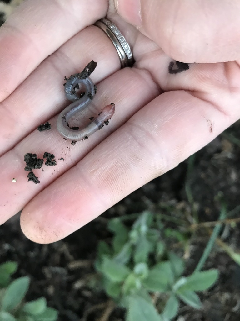 Common Earthworm from Thomasville, NC 27360, USA on March 13, 2022 at ...