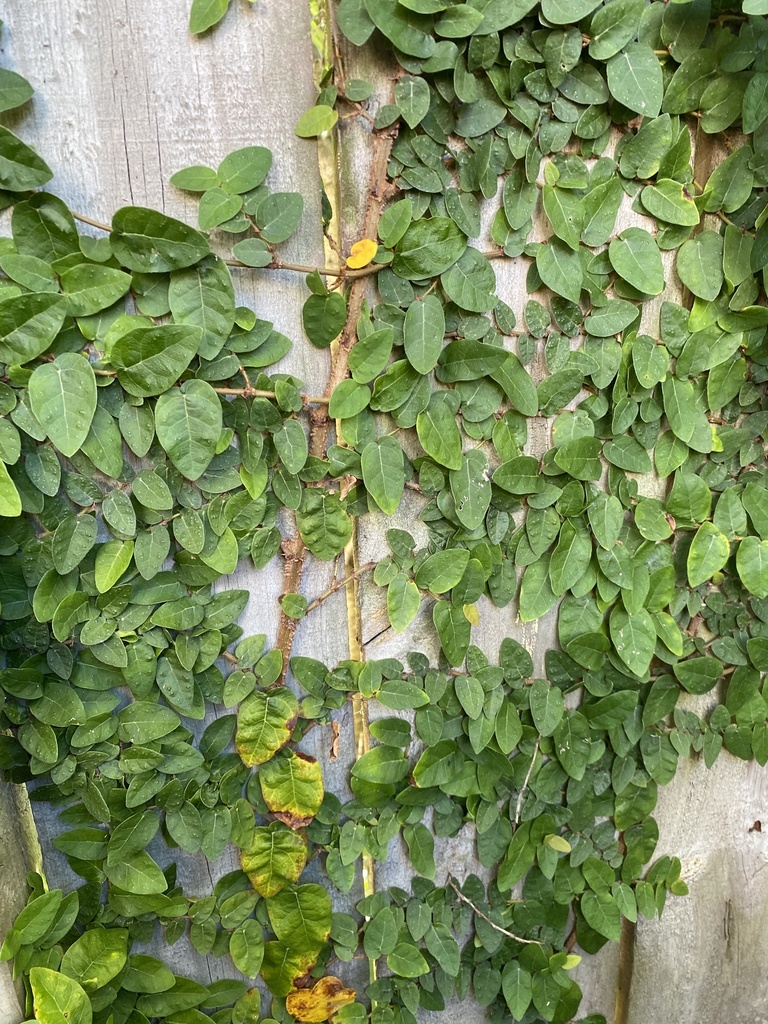 Climbing fig from Moyrus Crescent, East Tamaki Heights, Auckland, NZ on ...