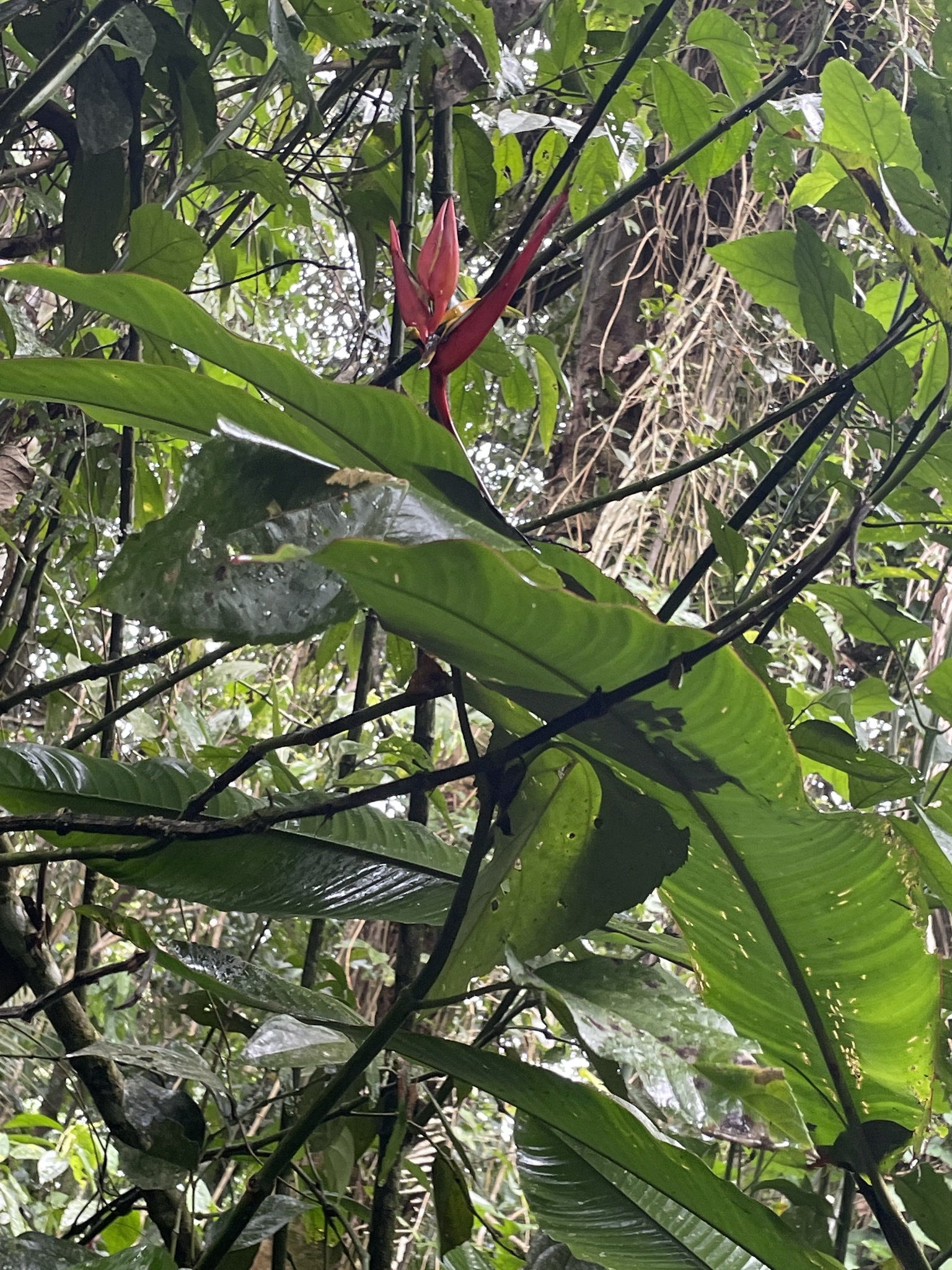 Heliconia vaginalis Benth.