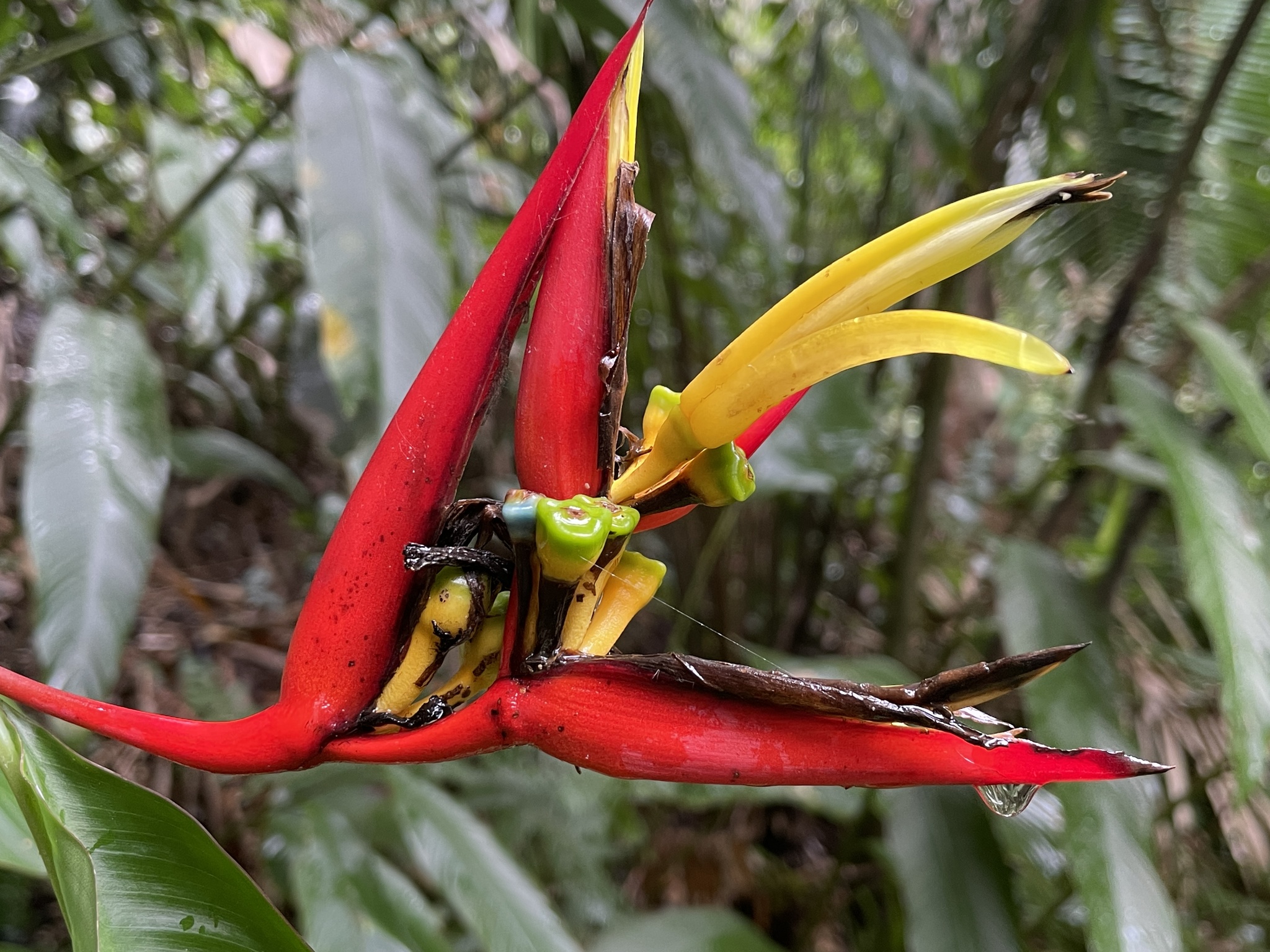 Heliconia vaginalis Benth.