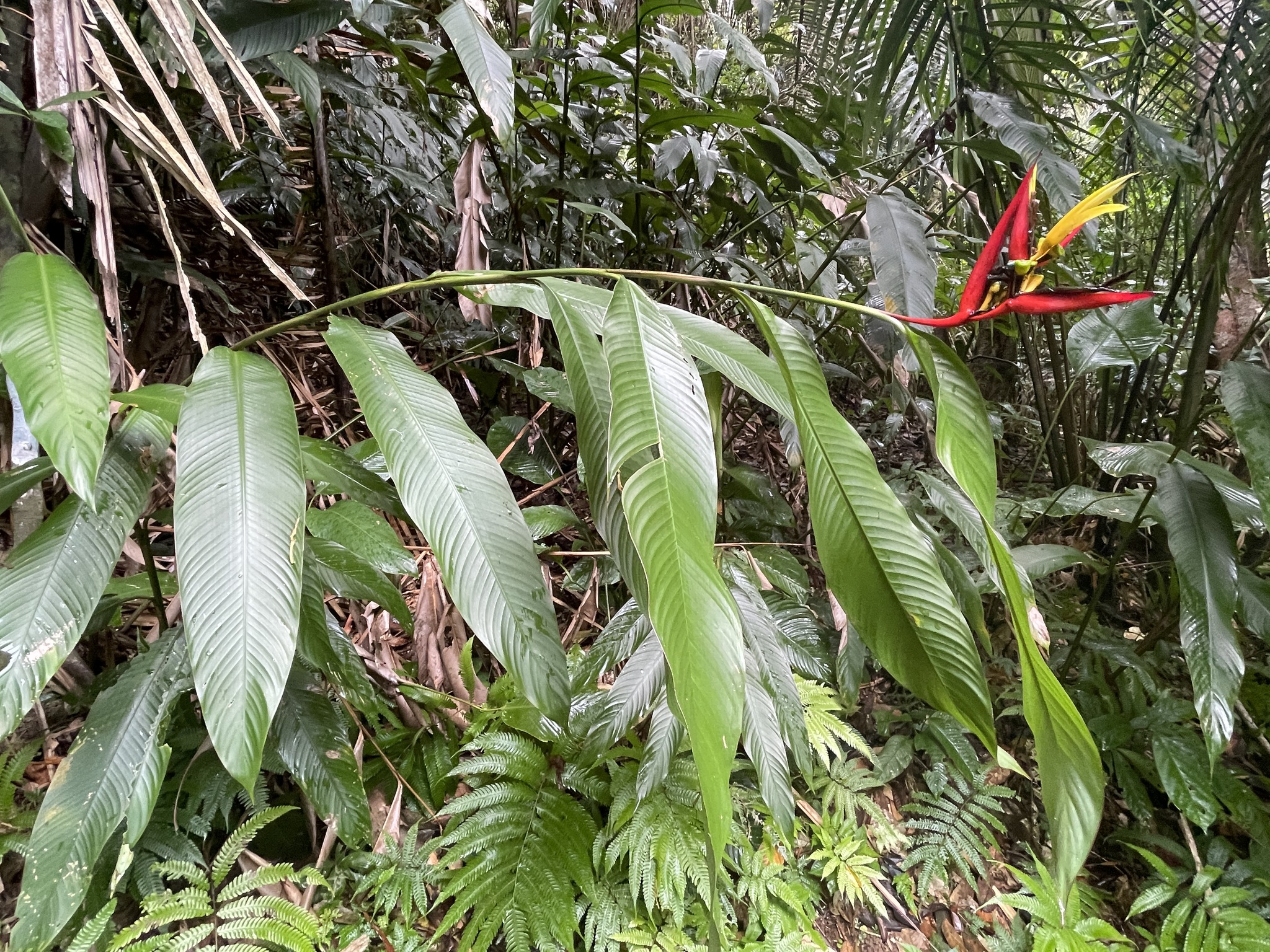Heliconia vaginalis Benth.