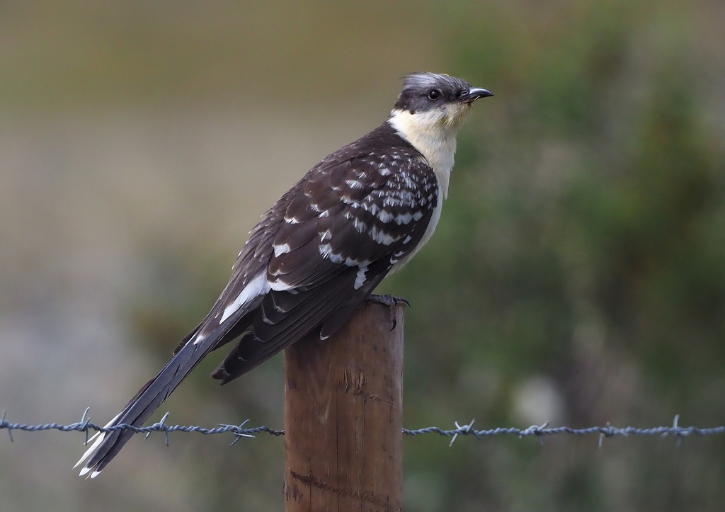 Great Spotted Cuckoo (Erica) · iNaturalist