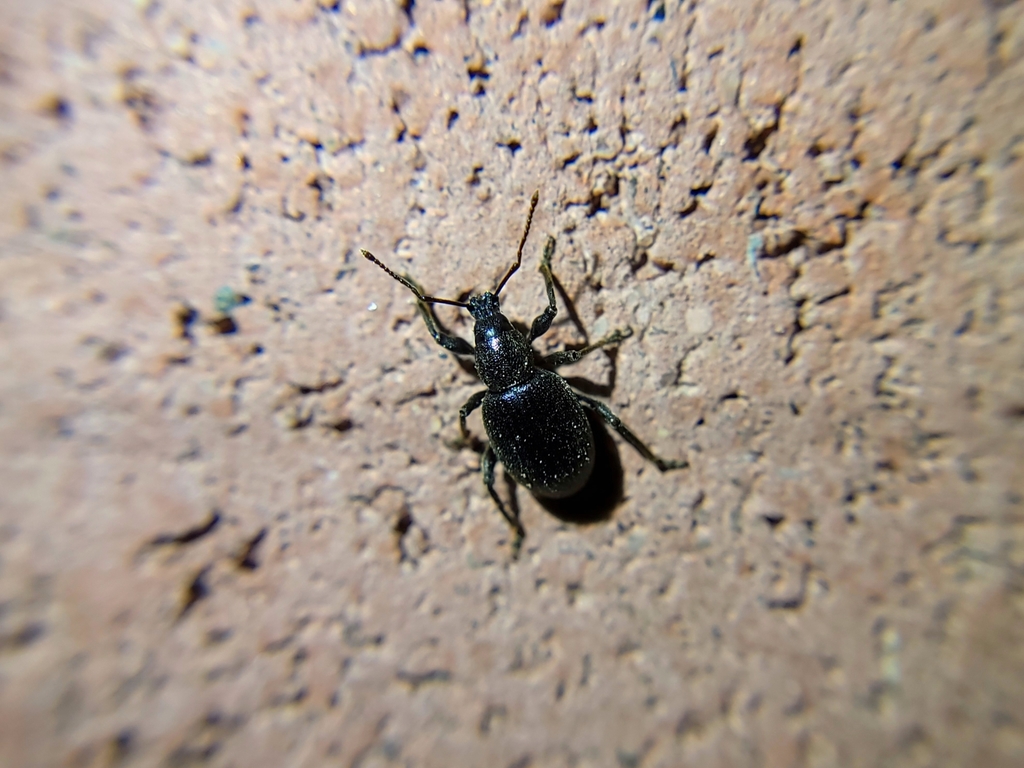 Lilac Root Weevil from Meridian, ID, USA on March 13, 2022 at 10:44 PM ...