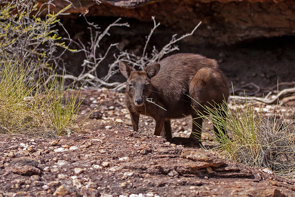 Black Wallaroo (Osphranter bernardus) - Know Your Mammals