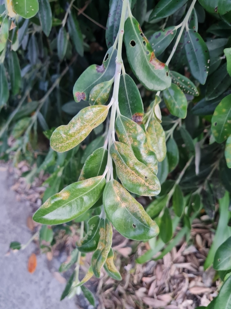 Myrtle Rust in March 2022 by gowanrobertson · iNaturalist