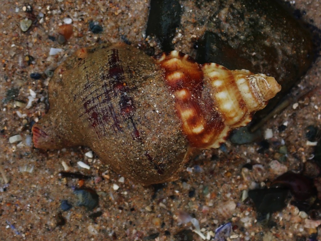 Ranella australasia from Mullaway Headland NSW 2456, Australia on March ...