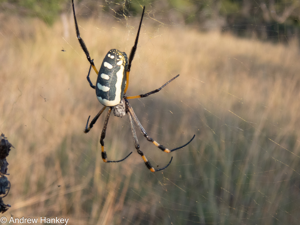 banded-legged golden orb-web spider from Bojanala, North West, South ...