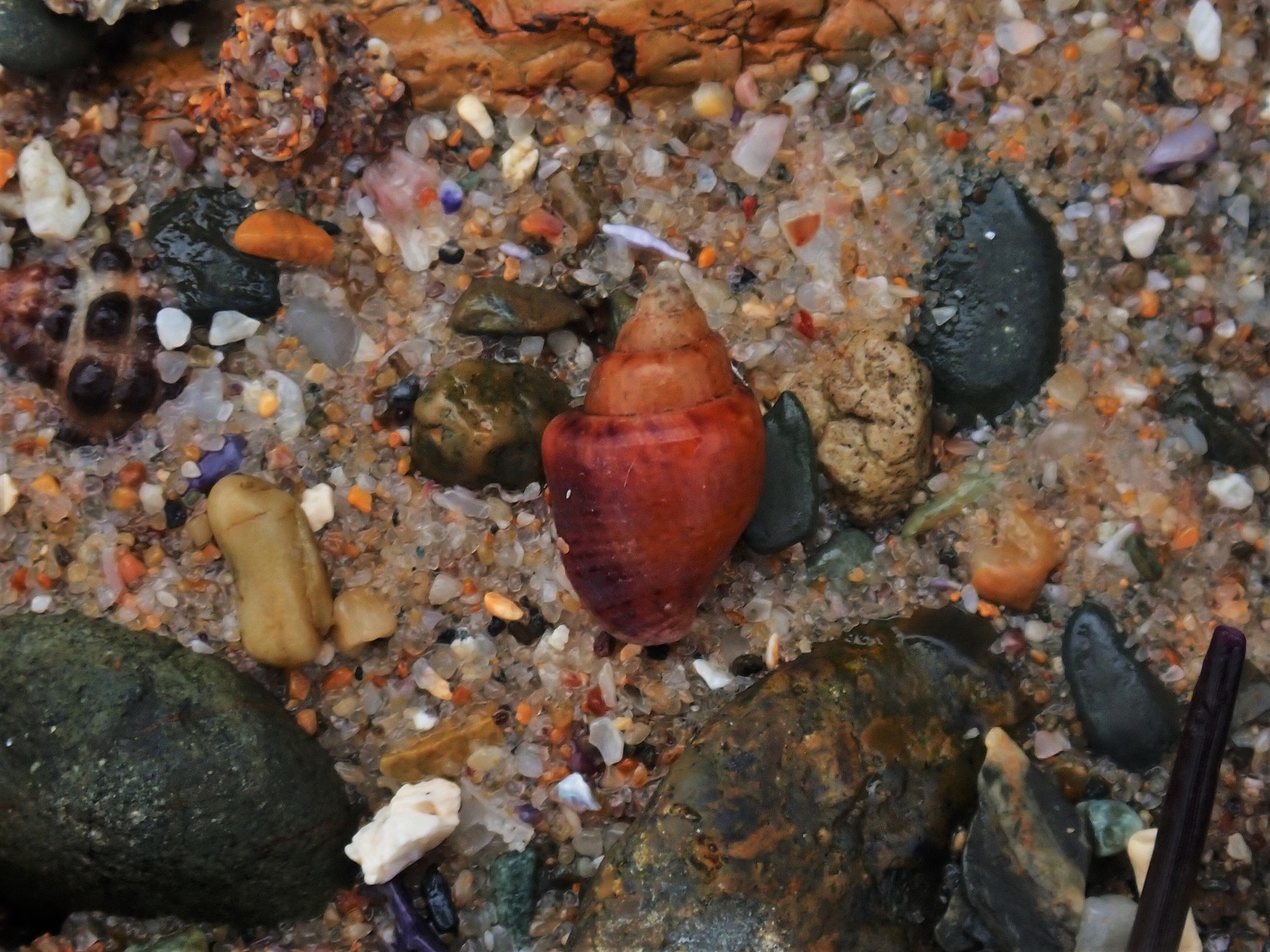 Euplica scripta (Lamarck, 1822)