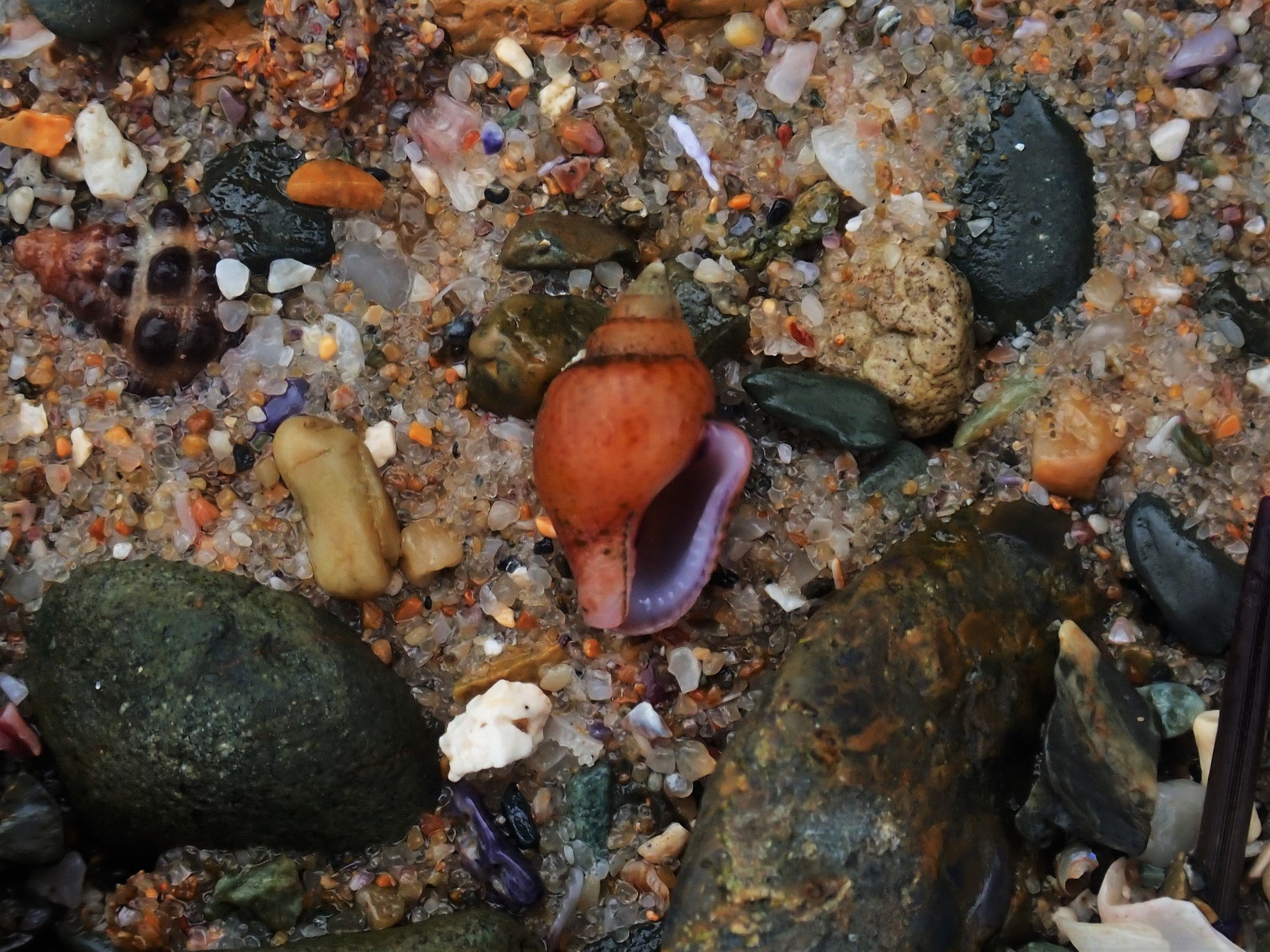 Euplica scripta (Lamarck, 1822)