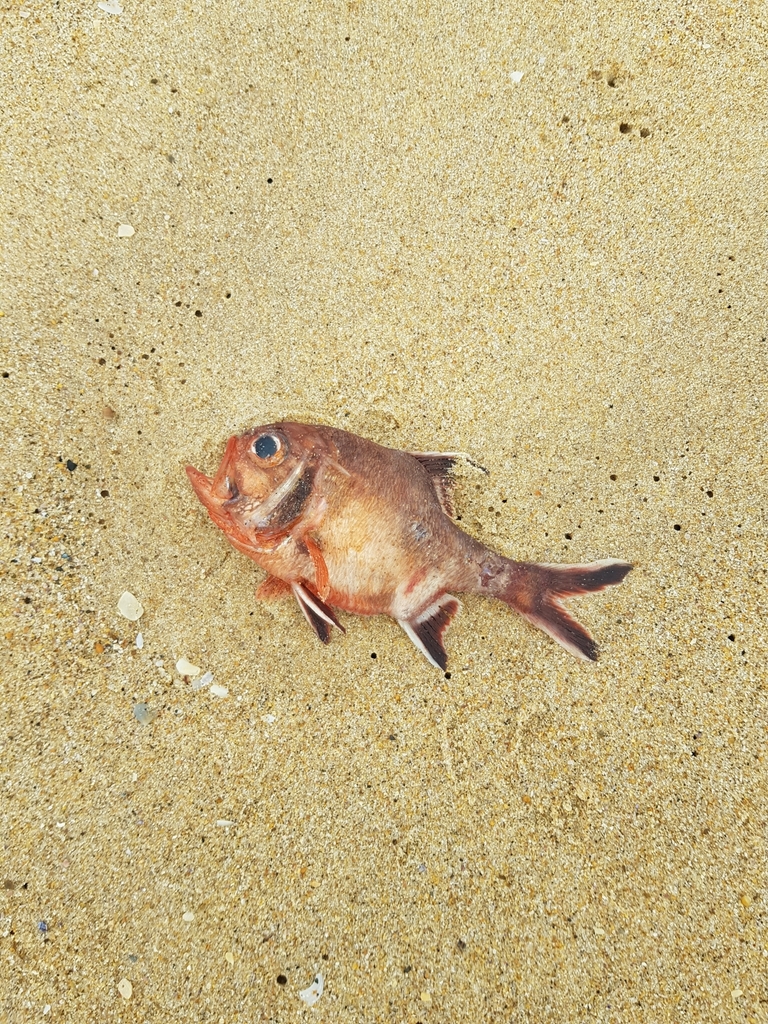 Southern Roughy from Wollongong NSW 2500, Australia on March 14, 2022 ...