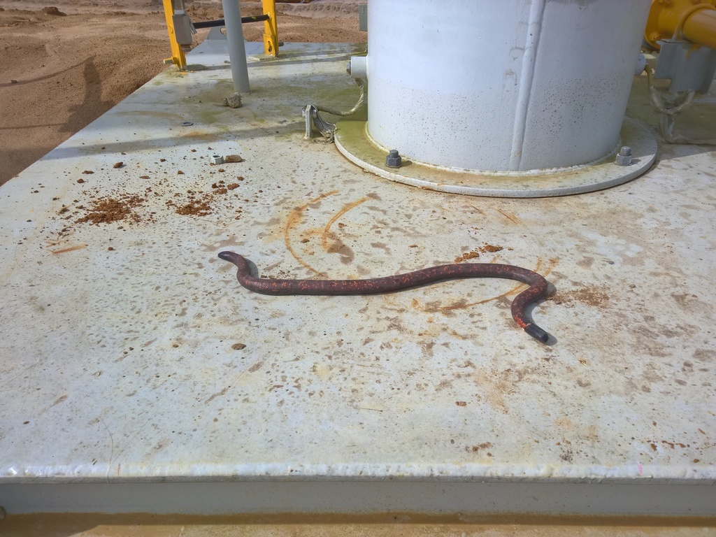 African Burrowing Python from 加蓬班基區 on February 28, 2015 at 03:53 PM by ...