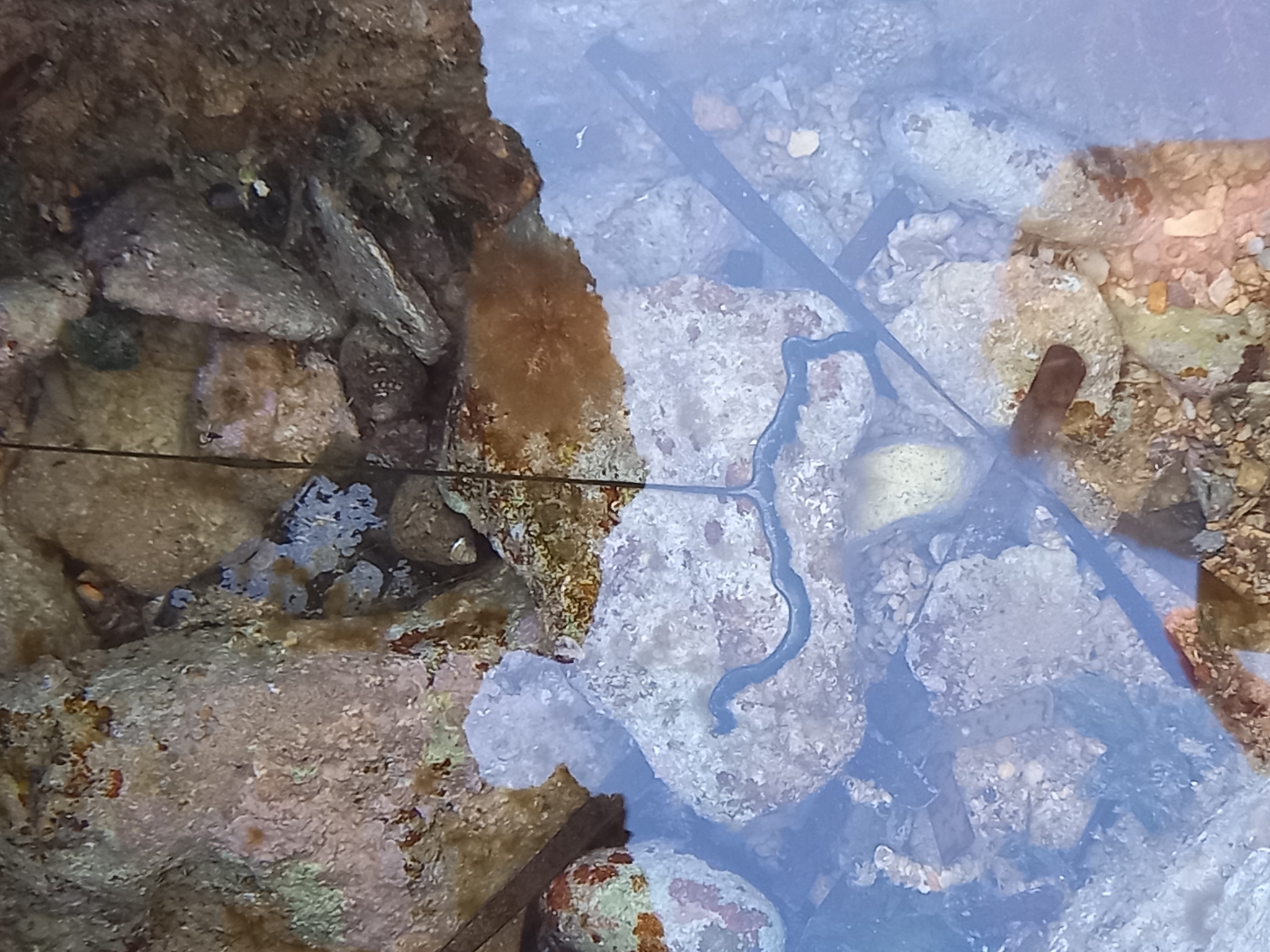 Bonellia viridis Rolando, 1822