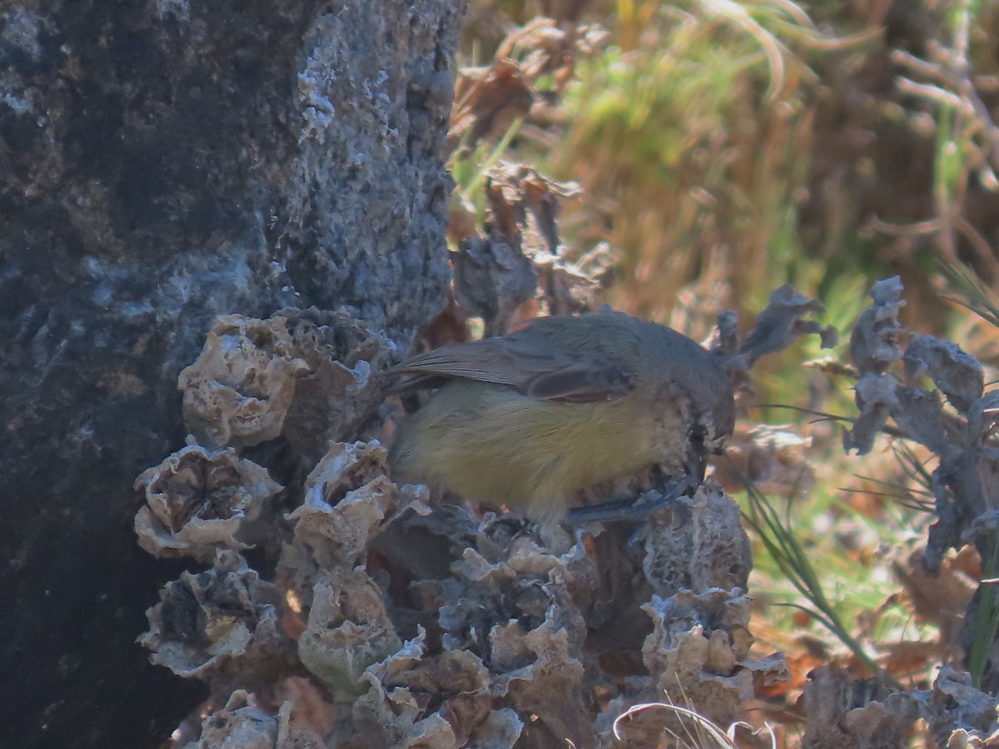 Anthoscopus minutus (Shaw, 1812)