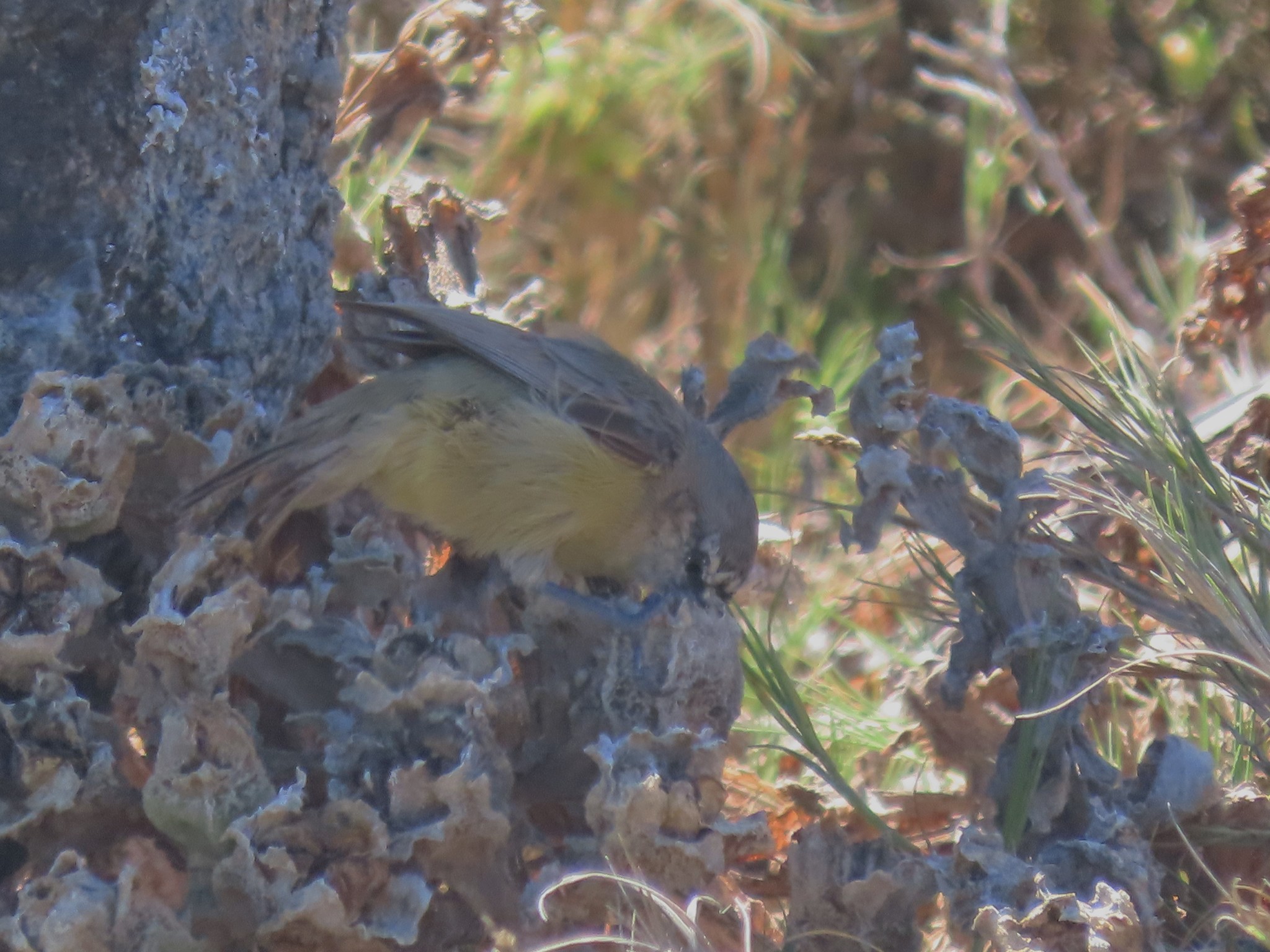 Anthoscopus minutus (Shaw, 1812)