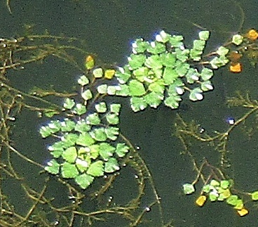 Water caltrop from Крюковский район, Кременчуг, Полтавская область ...