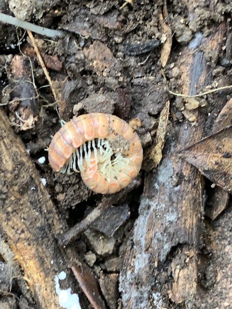 Motyxia monica in March 2022 by Alex Castelein · iNaturalist