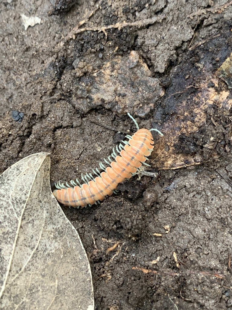 Motyxia monica in March 2022 by Alex Castelein · iNaturalist