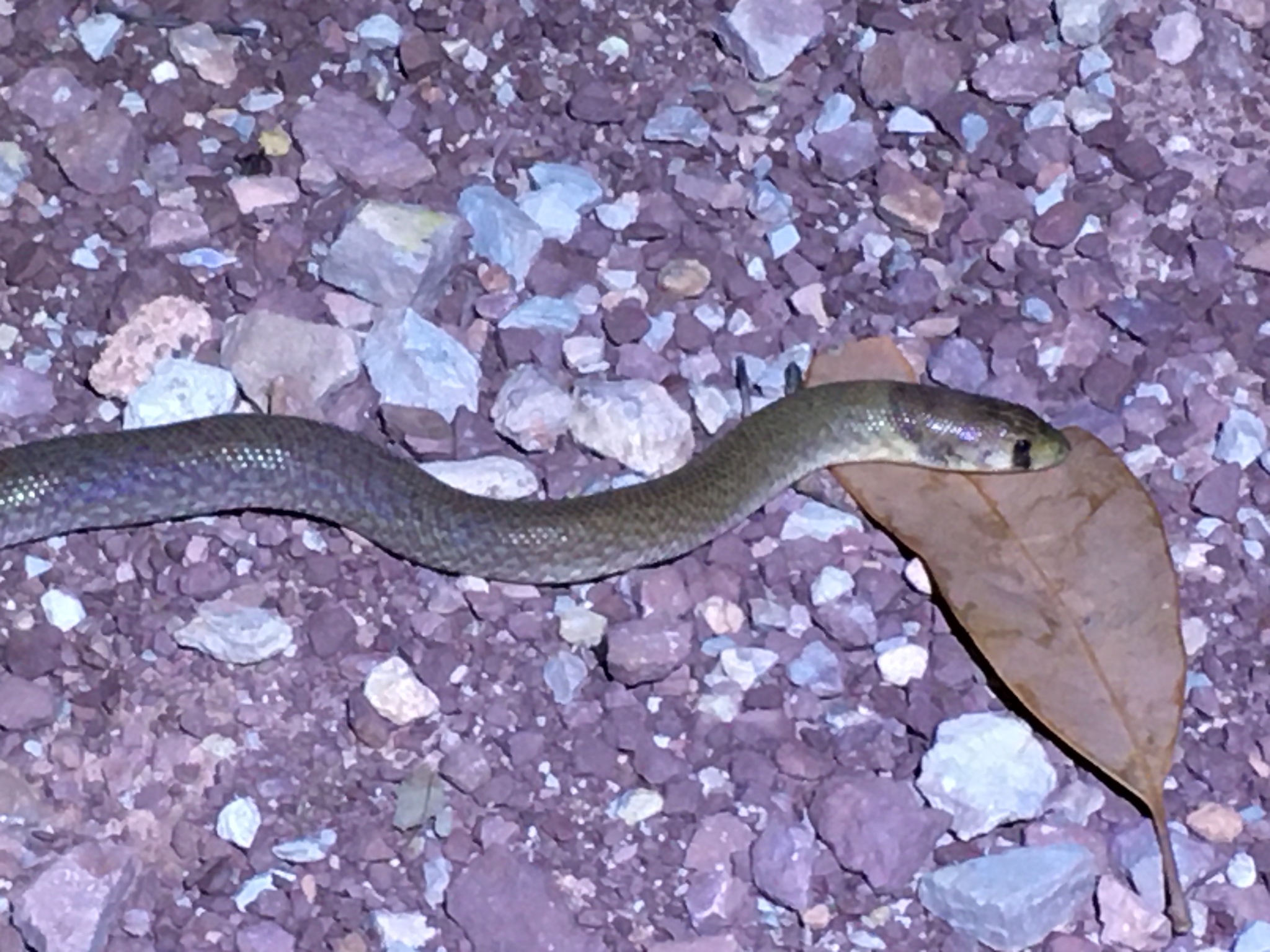 Pygopus steelescotti James, Donnellan & Hutchinson, 2001