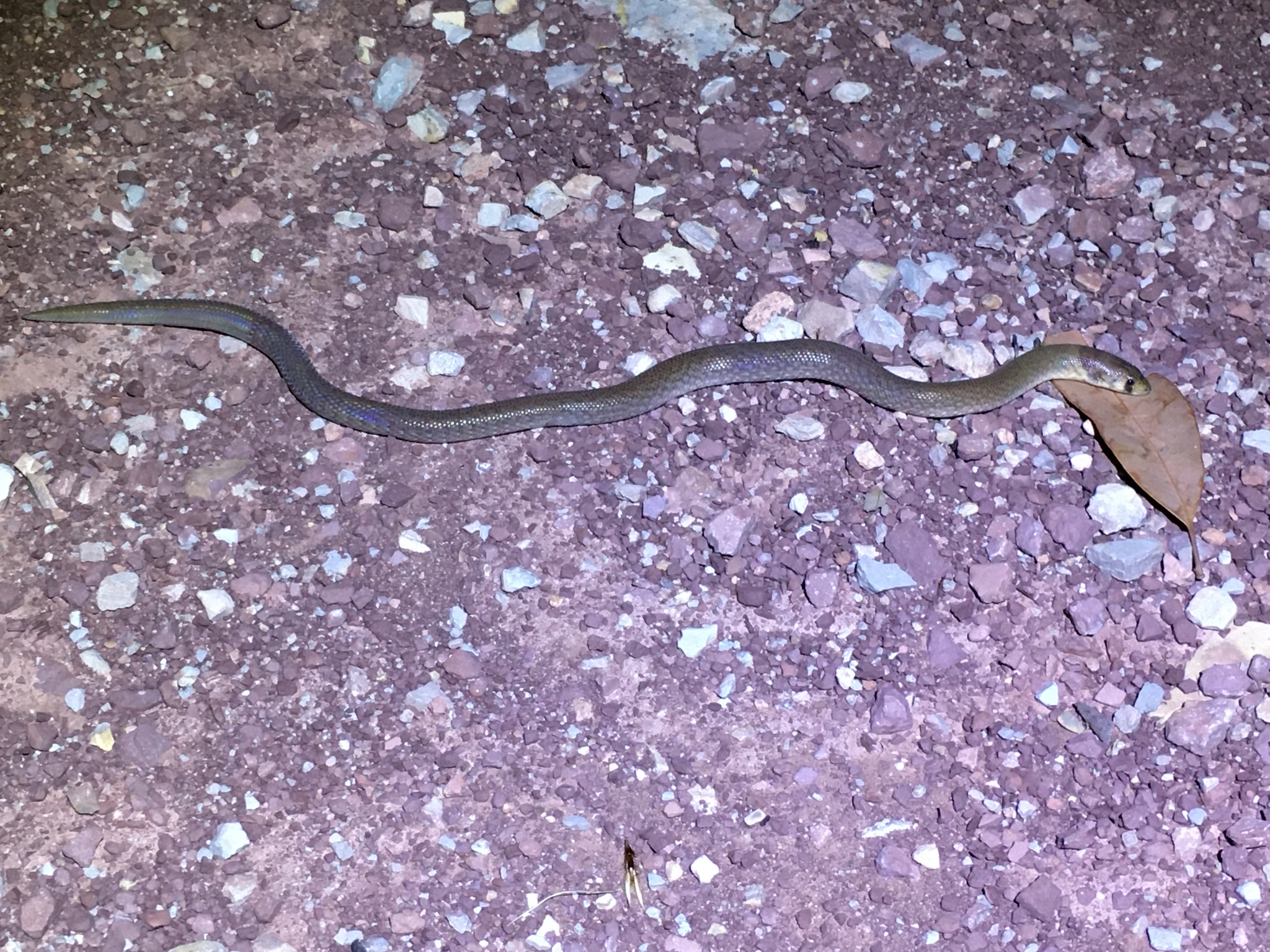 Pygopus steelescotti James, Donnellan & Hutchinson, 2001