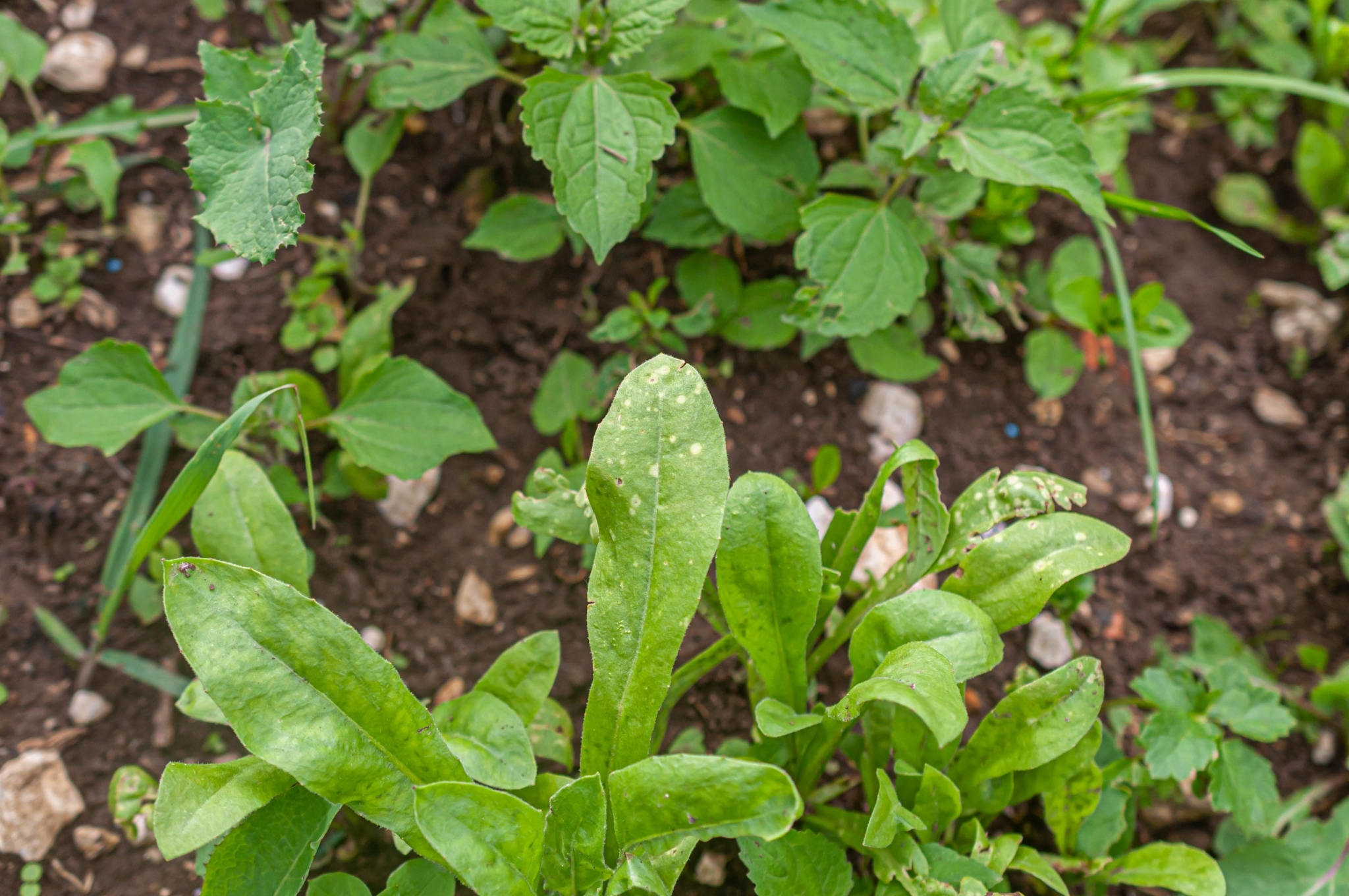 Entyloma calendulae (Oudem.) de Bary