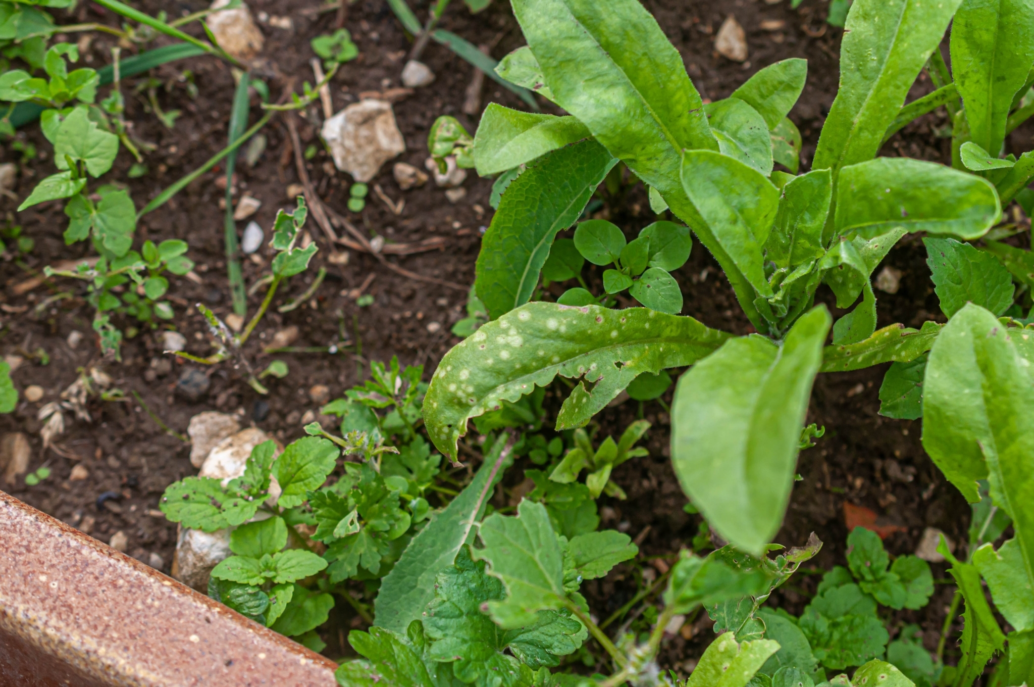 Entyloma calendulae (Oudem.) de Bary