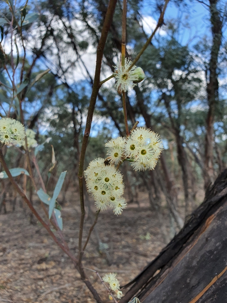 Blue Mallee (Eucalyptus polybractea) - Botanical Realm