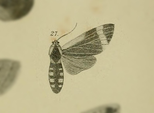 Pryteria costata · iNaturalist