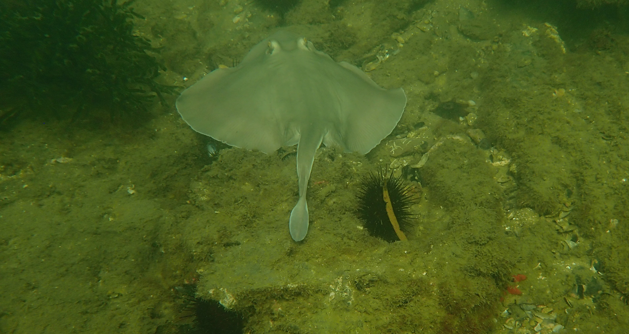 Urolophus paucimaculatus Dixon, 1969