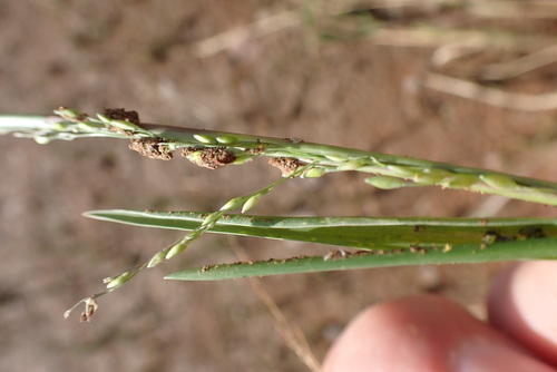 Panicum impeditum · iNaturalist