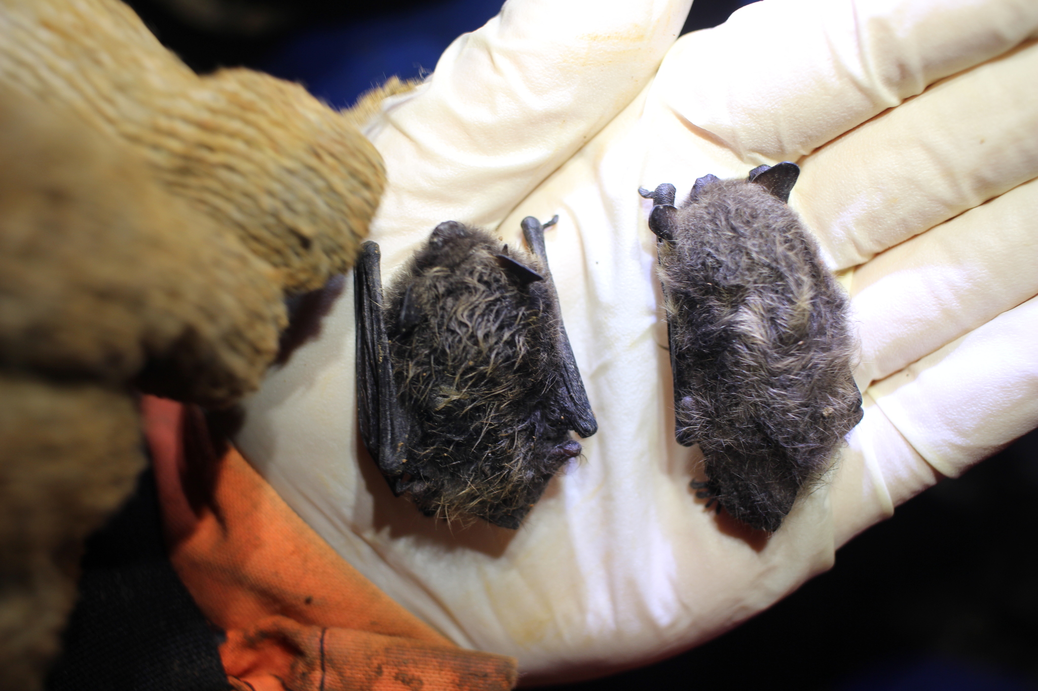 Myotis ikonnikovi Ognev, 1912