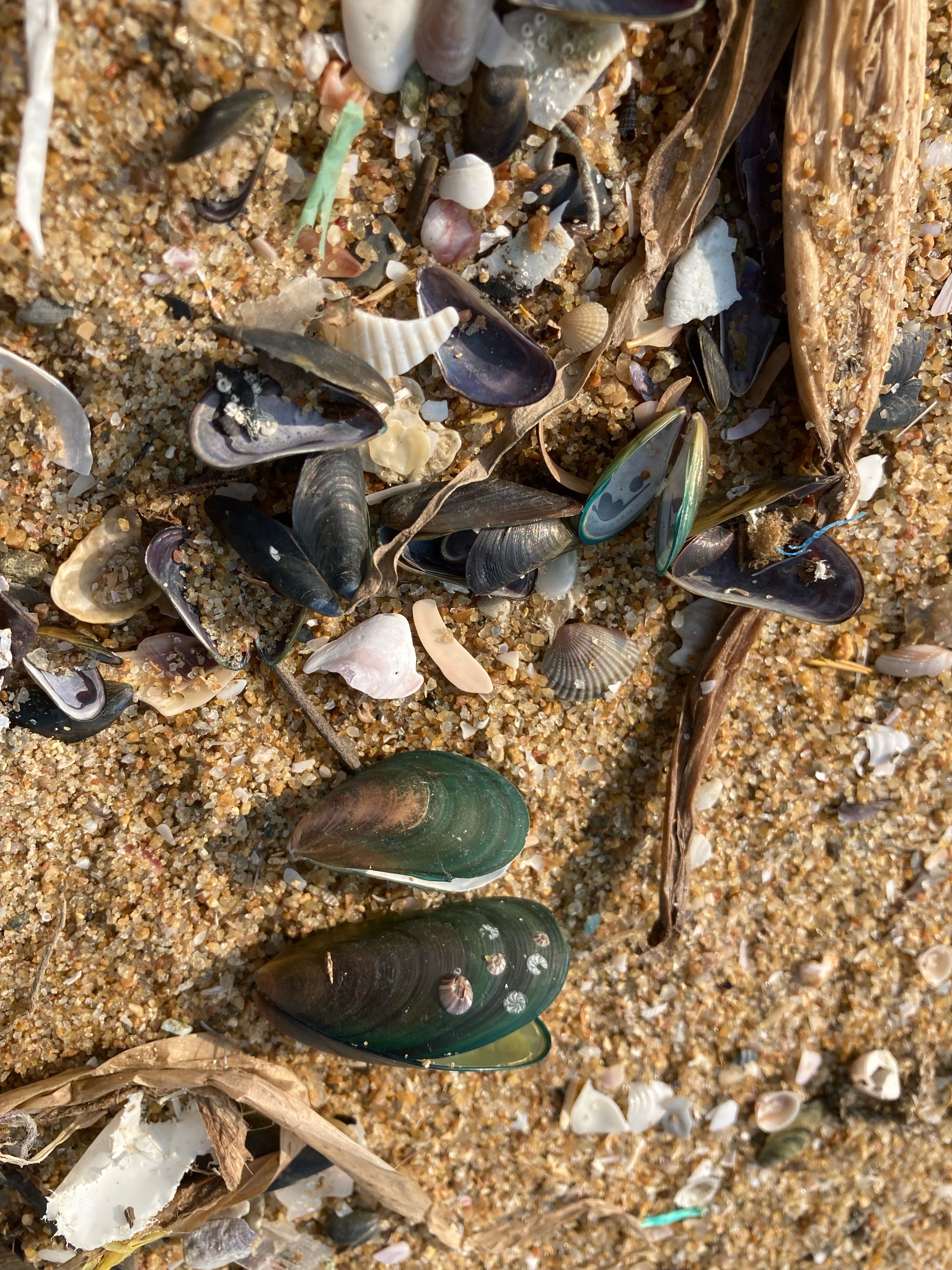 Perna viridis (Linnaeus, 1758)