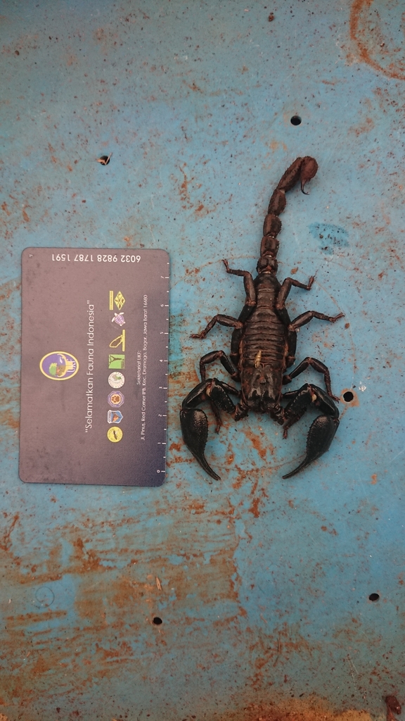 Asian Blue Forest Scorpion from CPVC+HXJ, Babakan, Kec. Dramaga ...