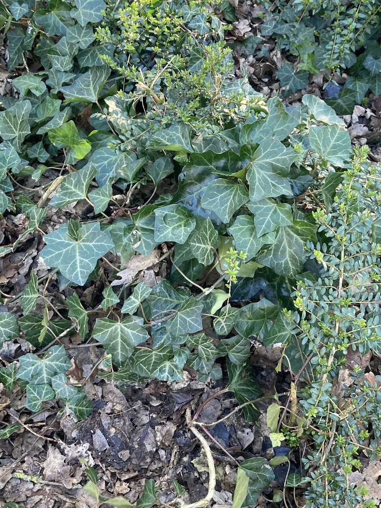 European holly from 5453 Langenboom, Nederland on March 07, 2022 at 11: ...