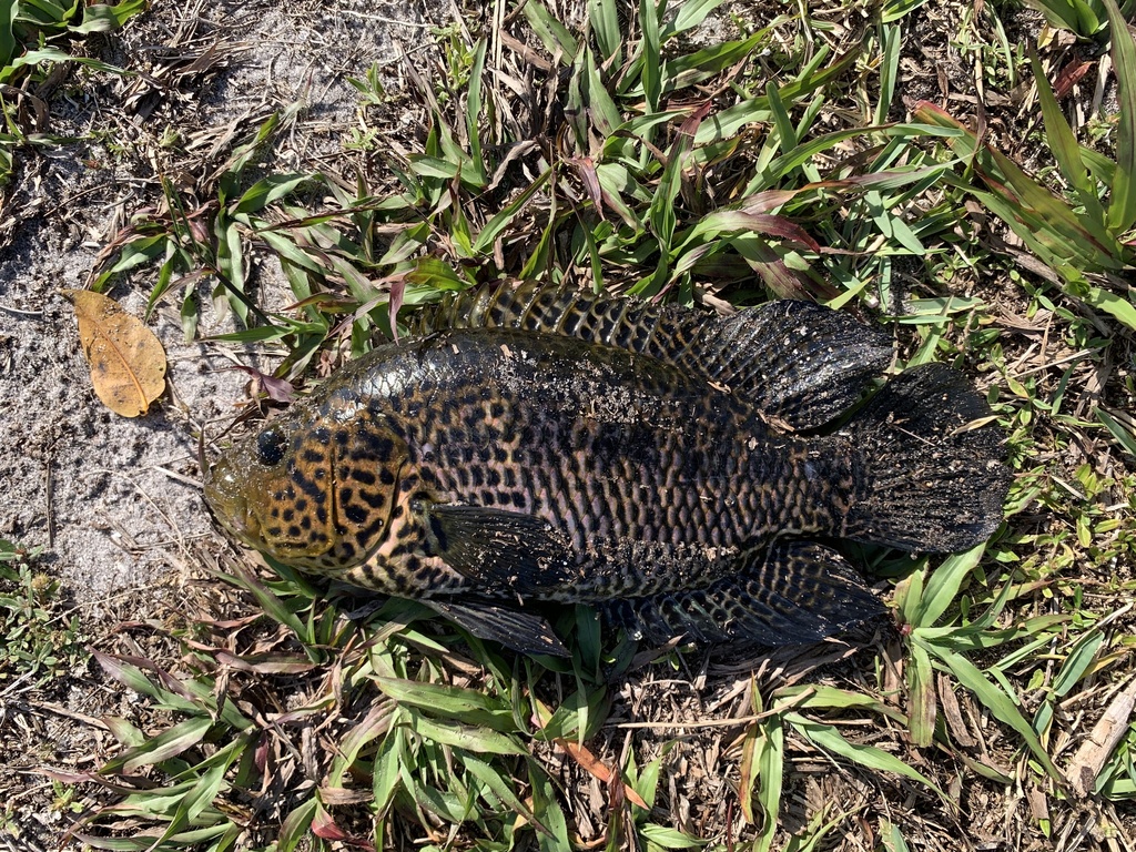 Jaguar Guapote from Mission Hill Rd, Boynton Beach, FL, US on March 13 ...
