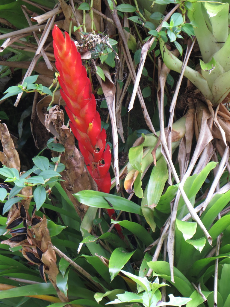 Vriesea incurvata from Morretes - PR, 83350-000, Brasil on January 19 ...