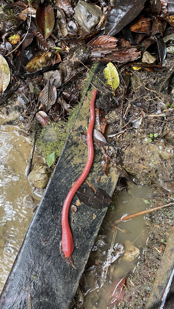 Kinabalu Giant Red Leech from Taman Kinabalu, Kota Belud, Sabah, MY on ...