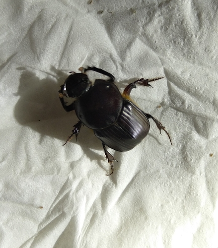 Onitis mniszechi · iNaturalist United Kingdom